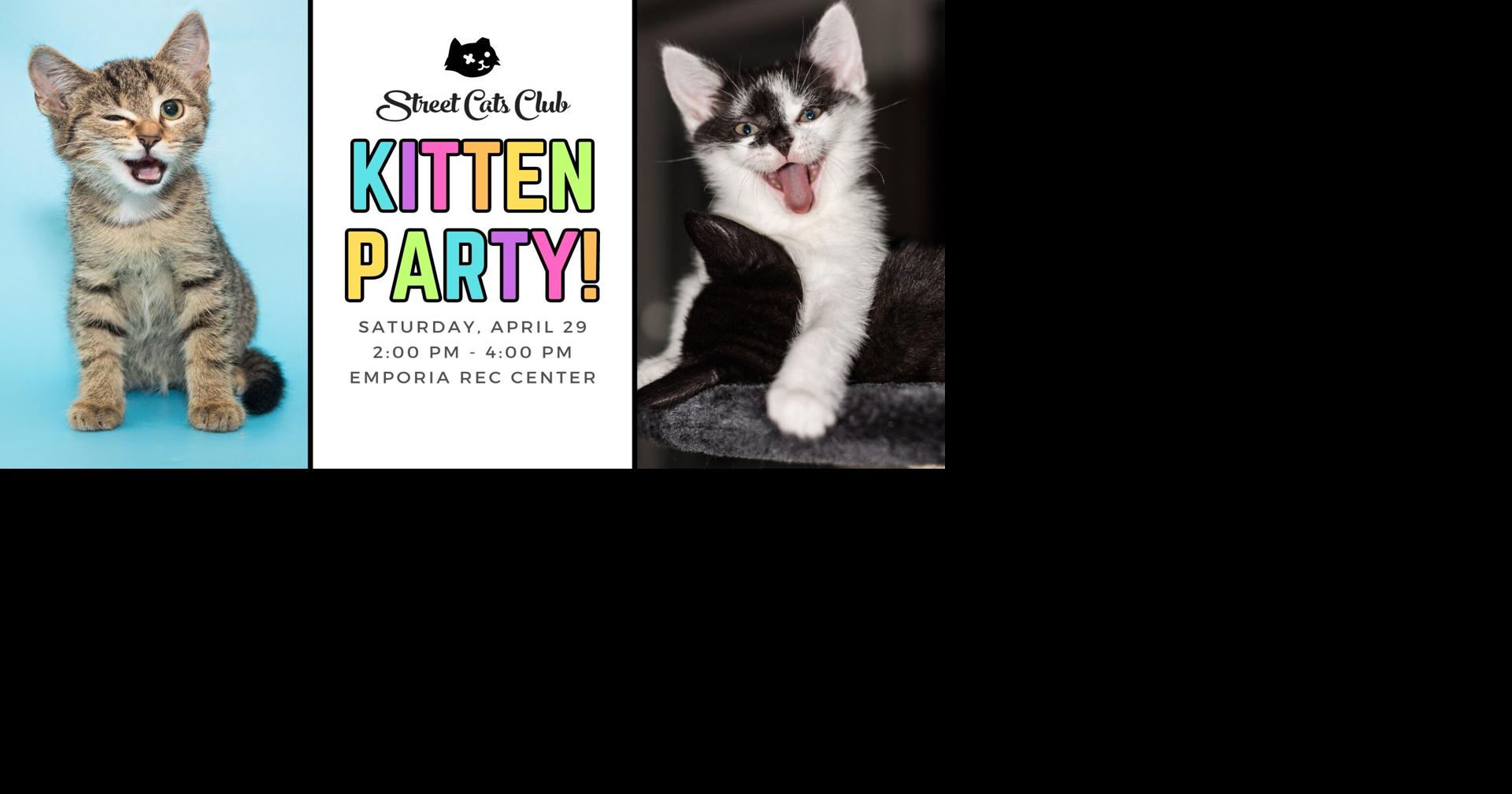 Street Cats Club preps for Saturday Kitten Party | Free ...
