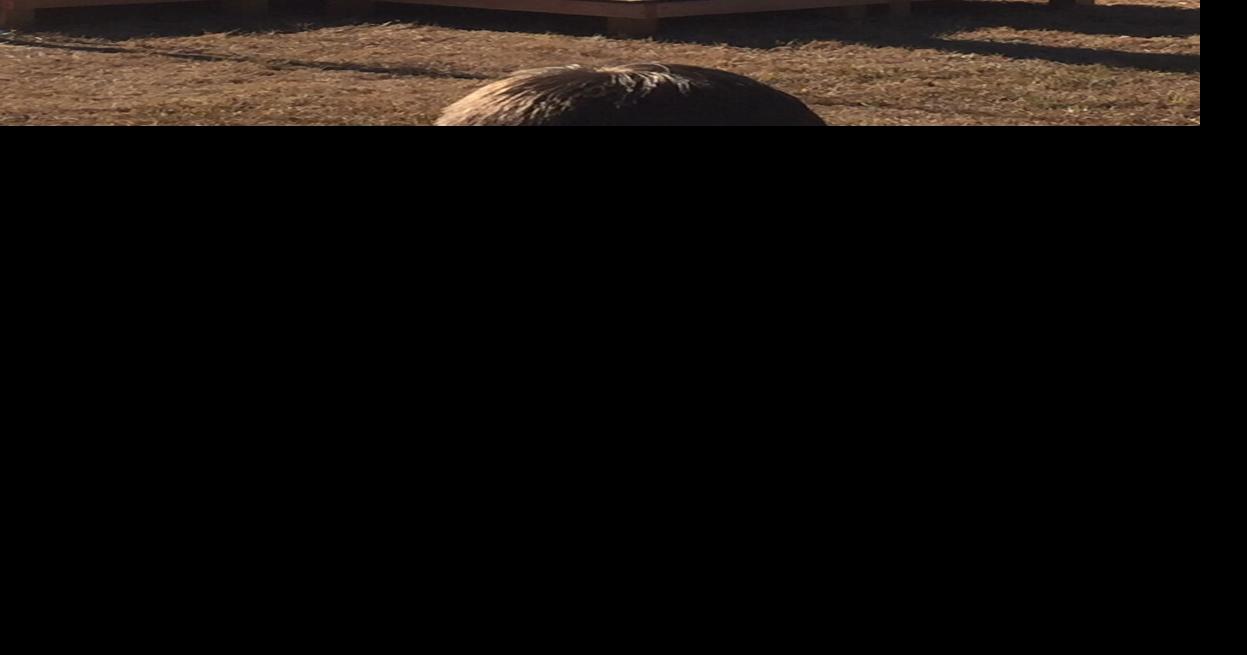 Lauer medals 11th at state, Schroer places 77th | Free | emporiagazette.com