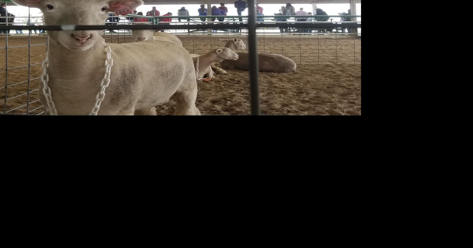Local FFA students take part in livestock judging | Gaz ...