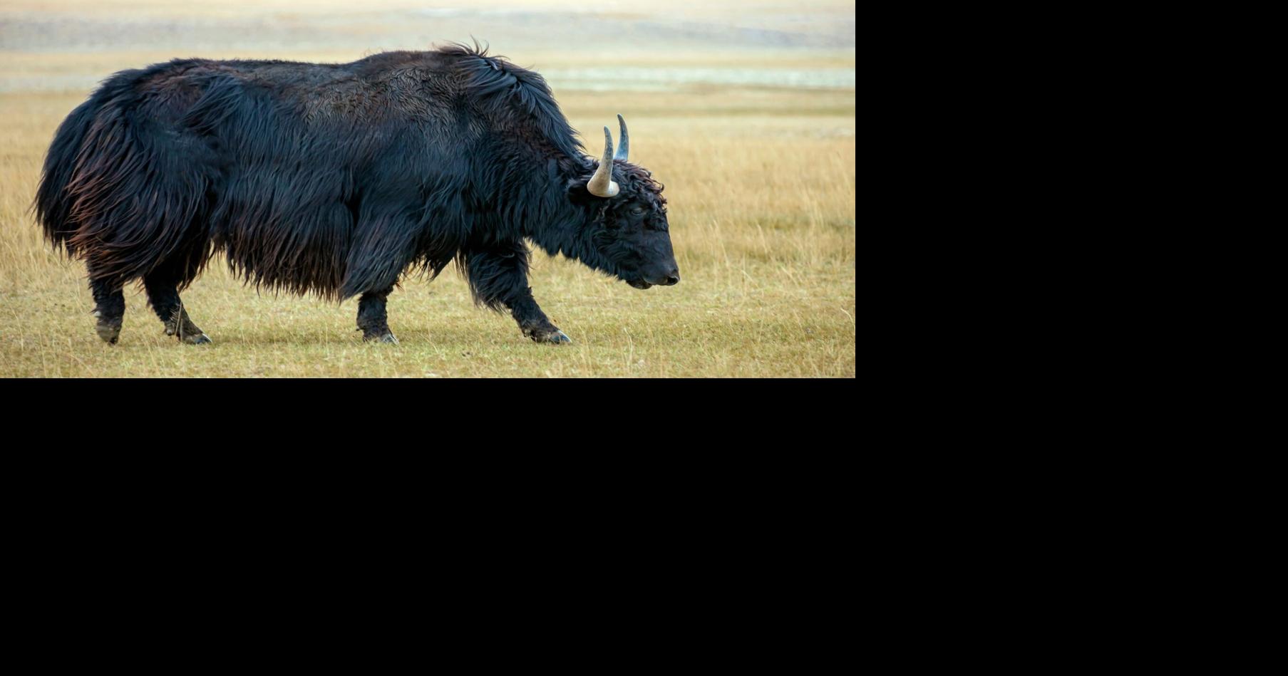 Growing Yak in Kansas: A New Kind of Protein | Free | emporiagazette.com
