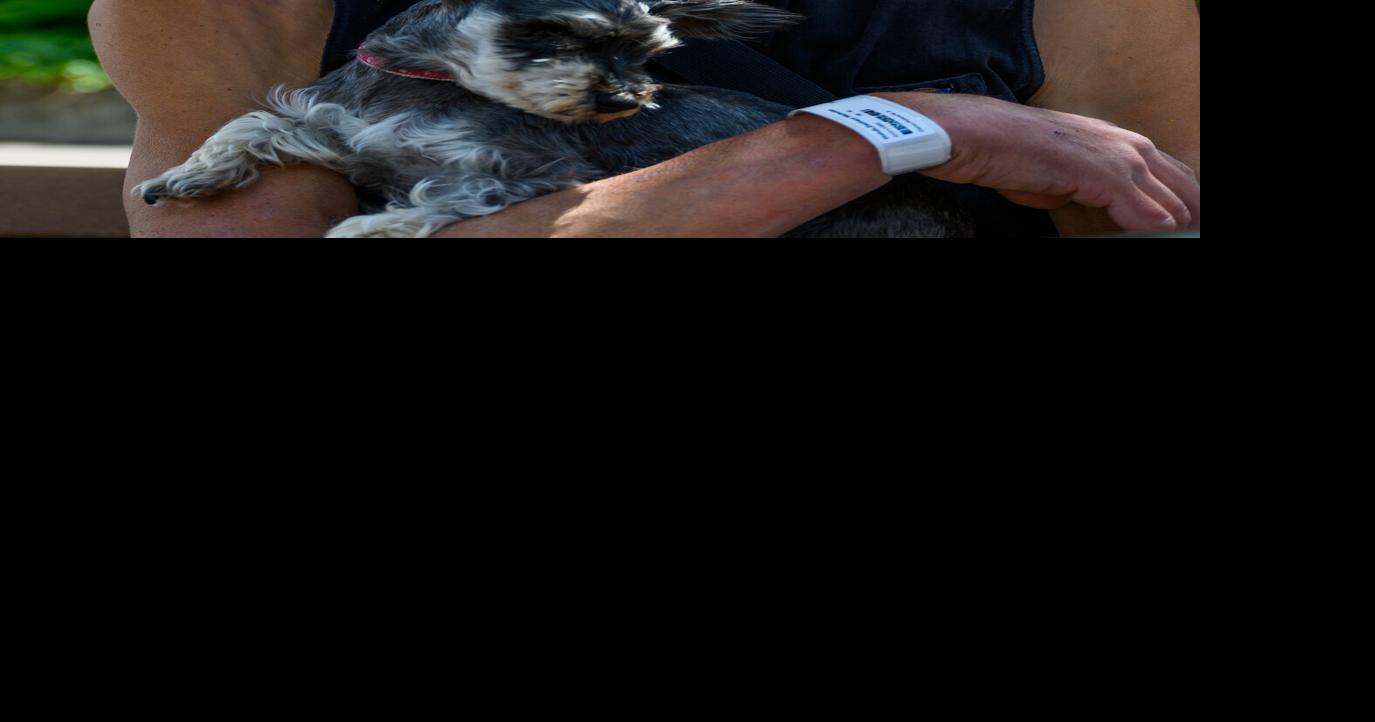 Local man suffers broken ribs, dog OK after Tuesday hit and run | Free ...