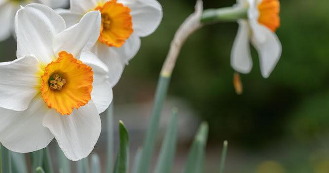 Fall Gardens: Plant bulbs now for colorful spring displays | Free ...