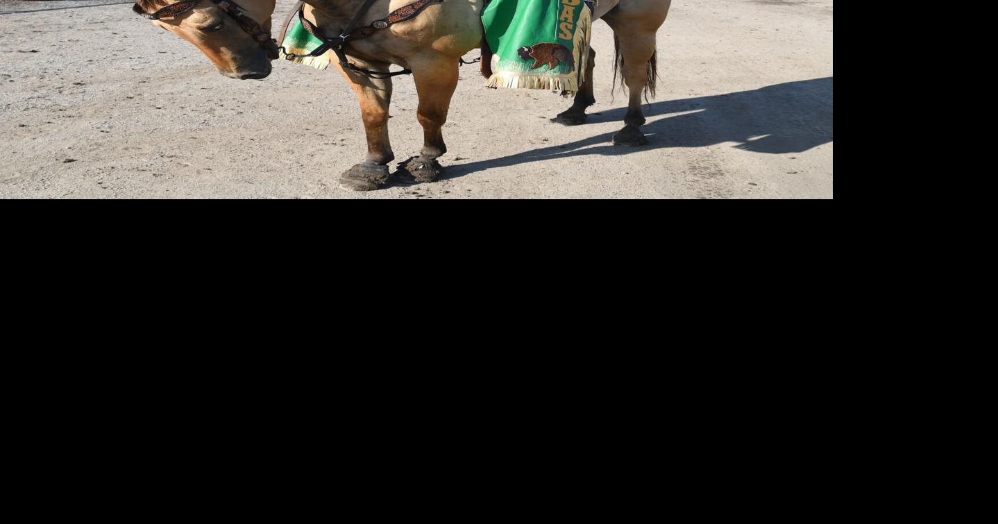 4-H Rodeo brings skill to grandstand arena | | emporiagazette.com
