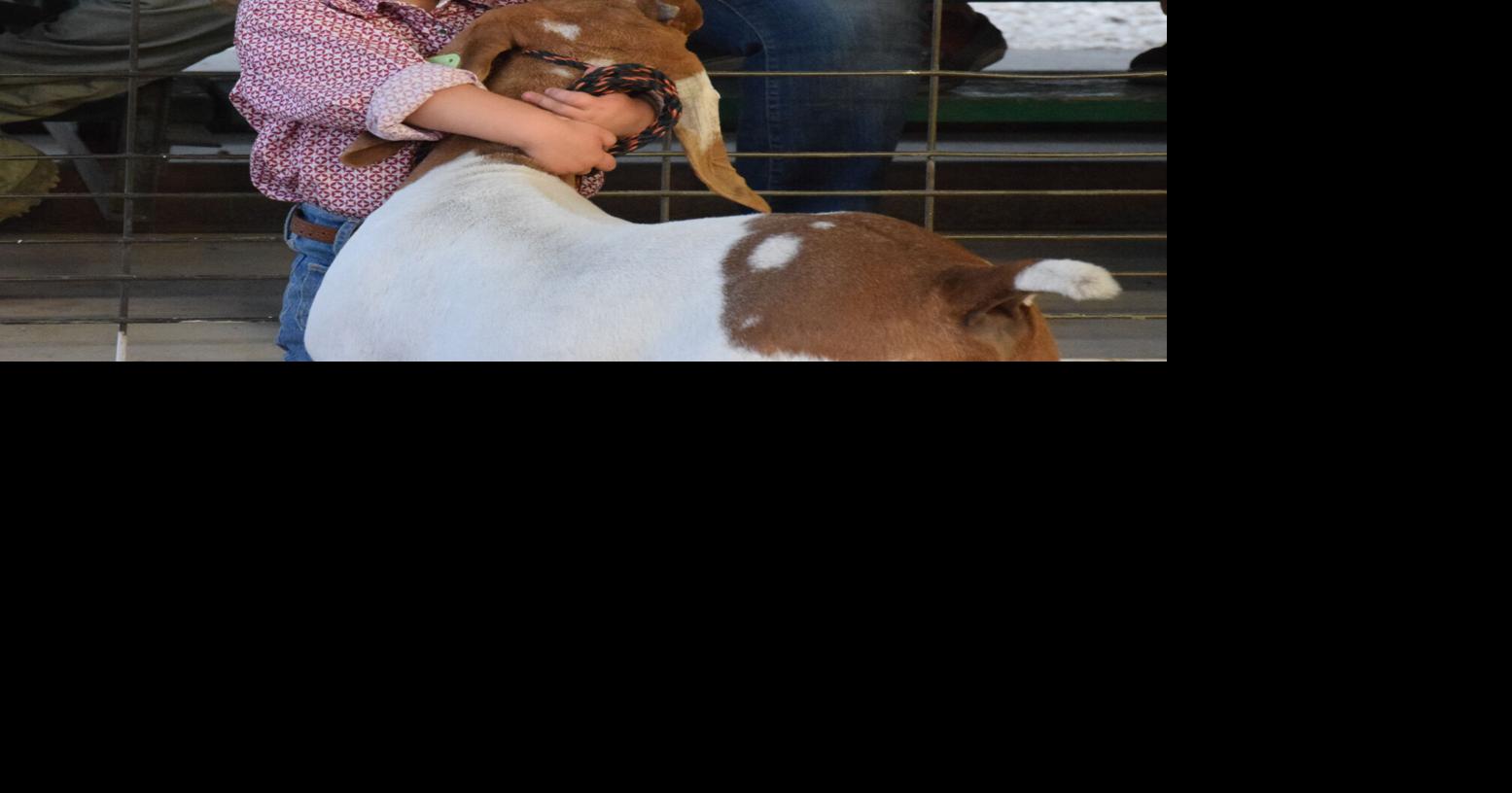 Future 4-Hers show off skills at Pee Wee Showmanship event | Gaz ...