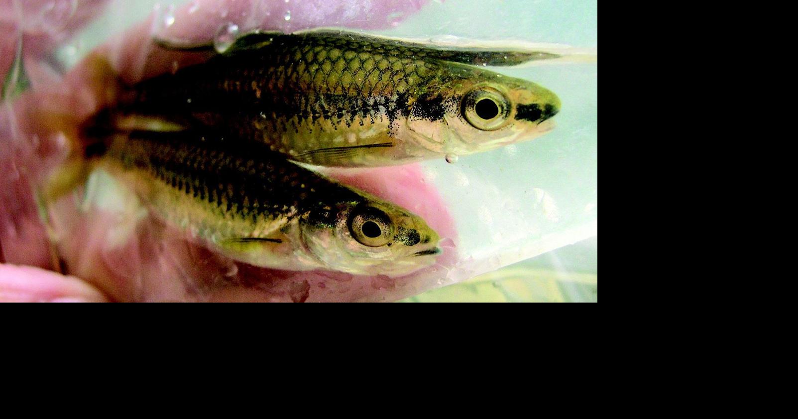 Cape Fear shiner: A fish like no other | Features | enquirerjournal.com
