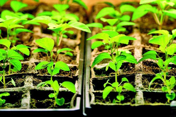 Starting seeds takes warm soil temperatures | Features ...