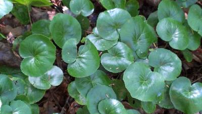 And now I will return to the Galax wood | Features | enquirerjournal.com