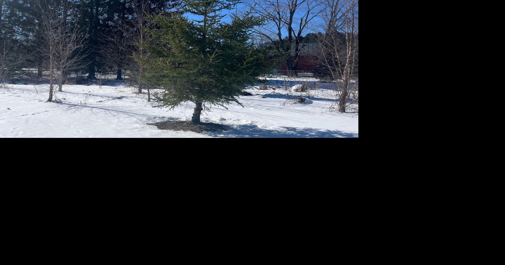 Learn about colorful woody plants that pop for spring from a UVM ...