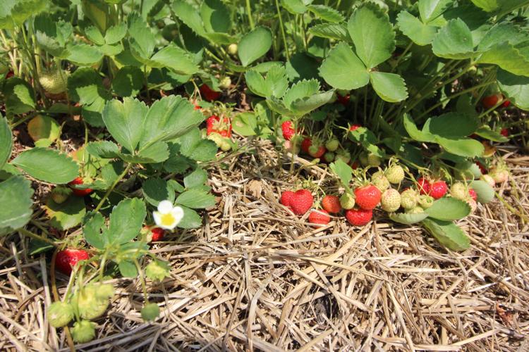 Paul Mazza’s Farm Stand celebrates 40 years, starts sales | Business ...