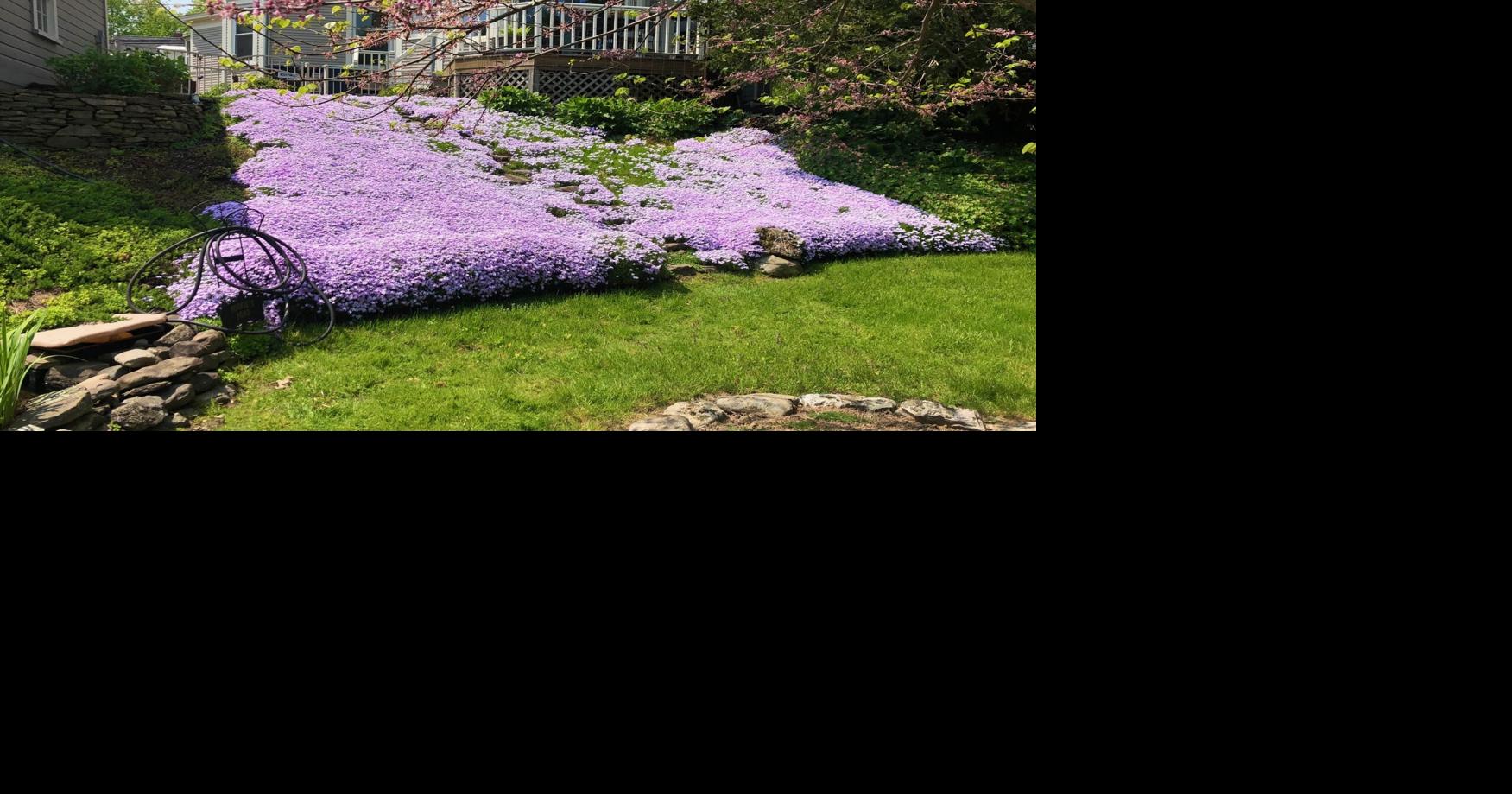 Support the Essex Free Library by attending the inaugural Essex Garden ...