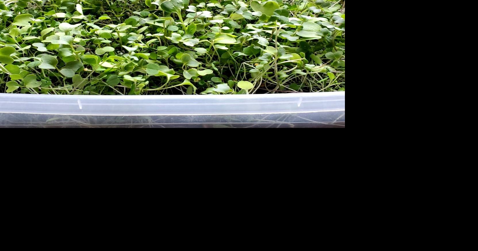 How to brighten the winter by growing your own microgreens | Columns ...