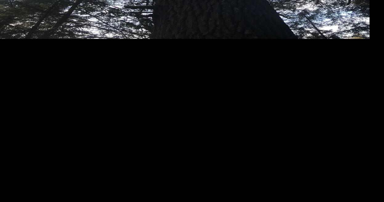 Into the Woods: What makes a forest healthy? | Editorials ...