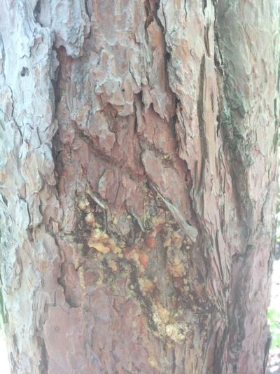 Into the Woods: learn about the Red Pine tree from Chittenden County ...