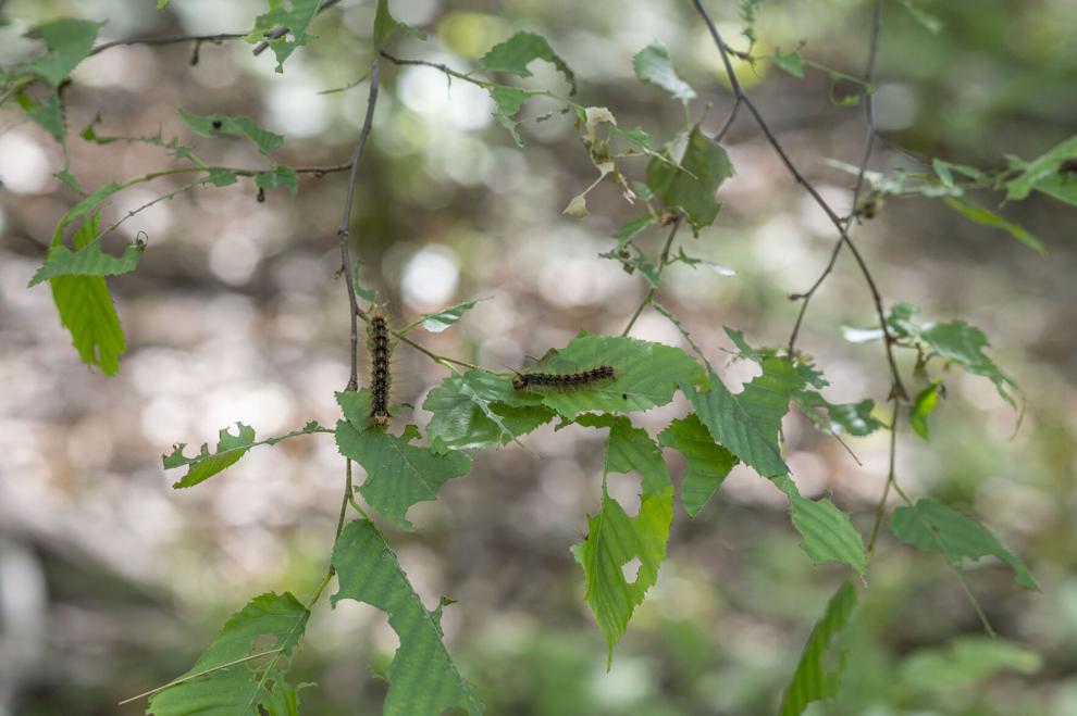 ‘A force of nature:’ The history of the spongy moth invasion and how ...