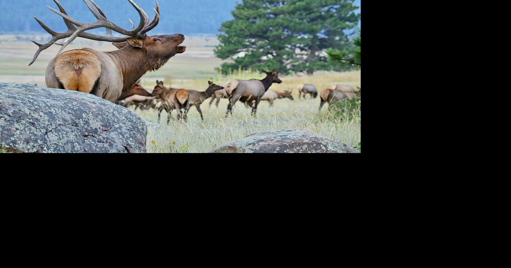 Famous Elk Of RMNP | Estes Valley Spotlight | estesparknews.com