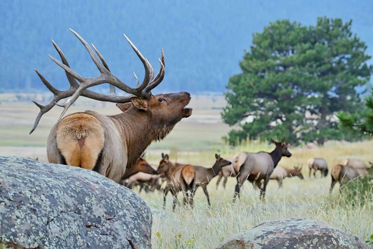 Famous Elk Of RMNP | Estes Valley Spotlight | estesparknews.com