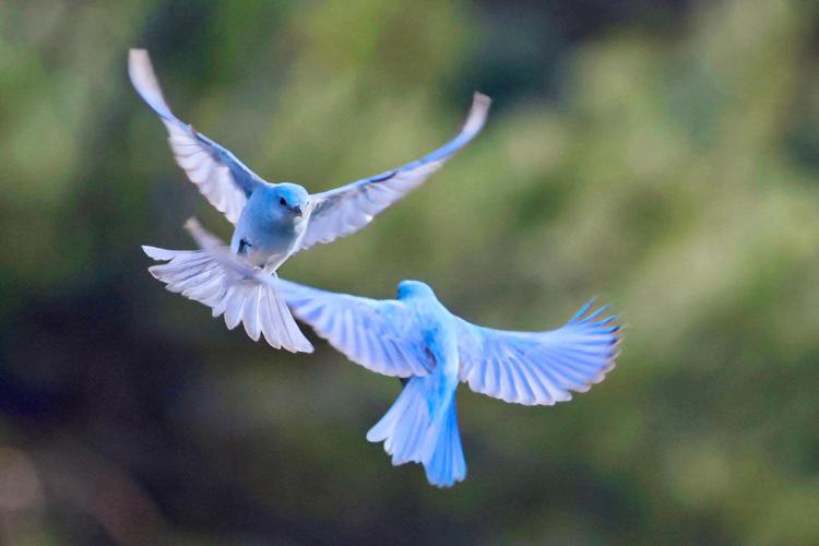 two blue bird
