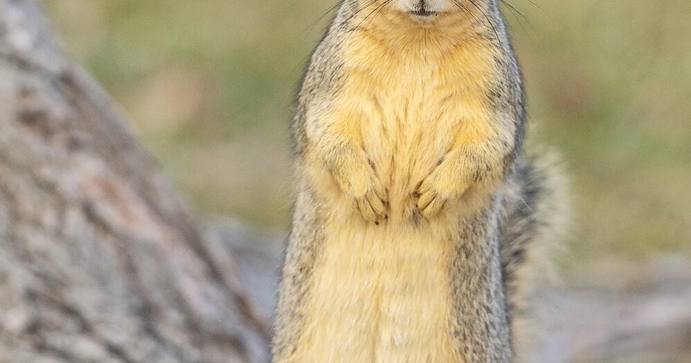 fox squirrel facts