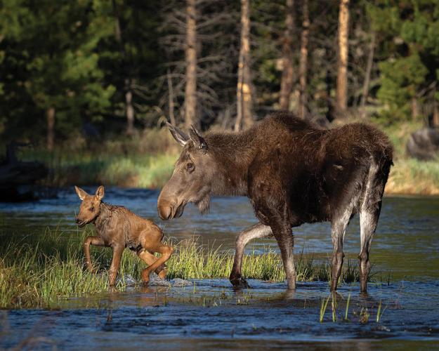 RMNPhotographer Of The Year | Featured Articles | estesparknews.com