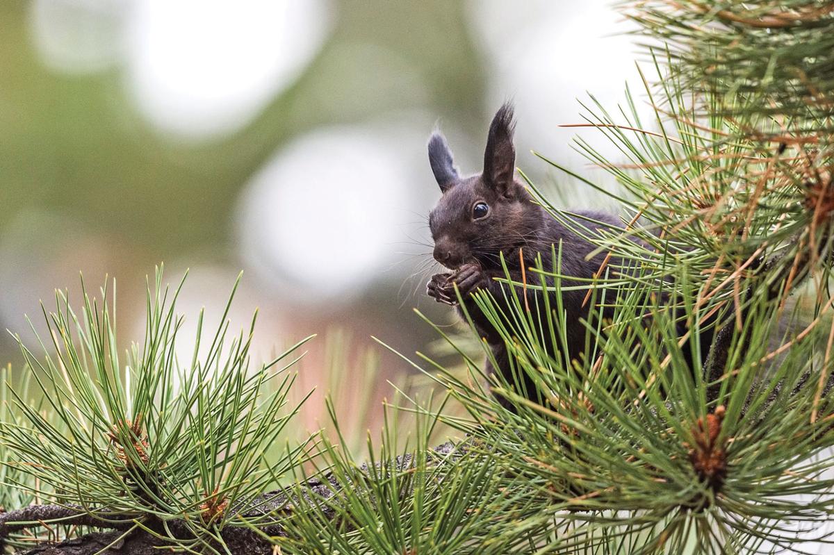 Five Fun Facts About… Abert’s Squirrels | Estes Valley Spotlight ...