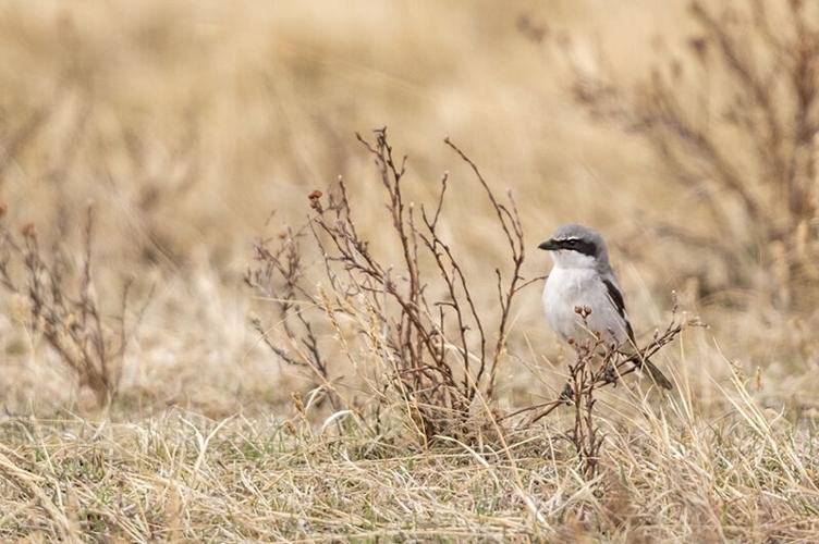 Five Fun Facts About… Loggerhead & Northern Shrikes | Estes Valley ...