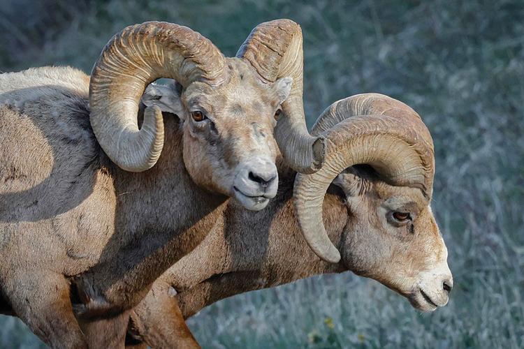 Big, Bold Rams In Rocky Mountain National Park | Estes Valley Spotlight ...
