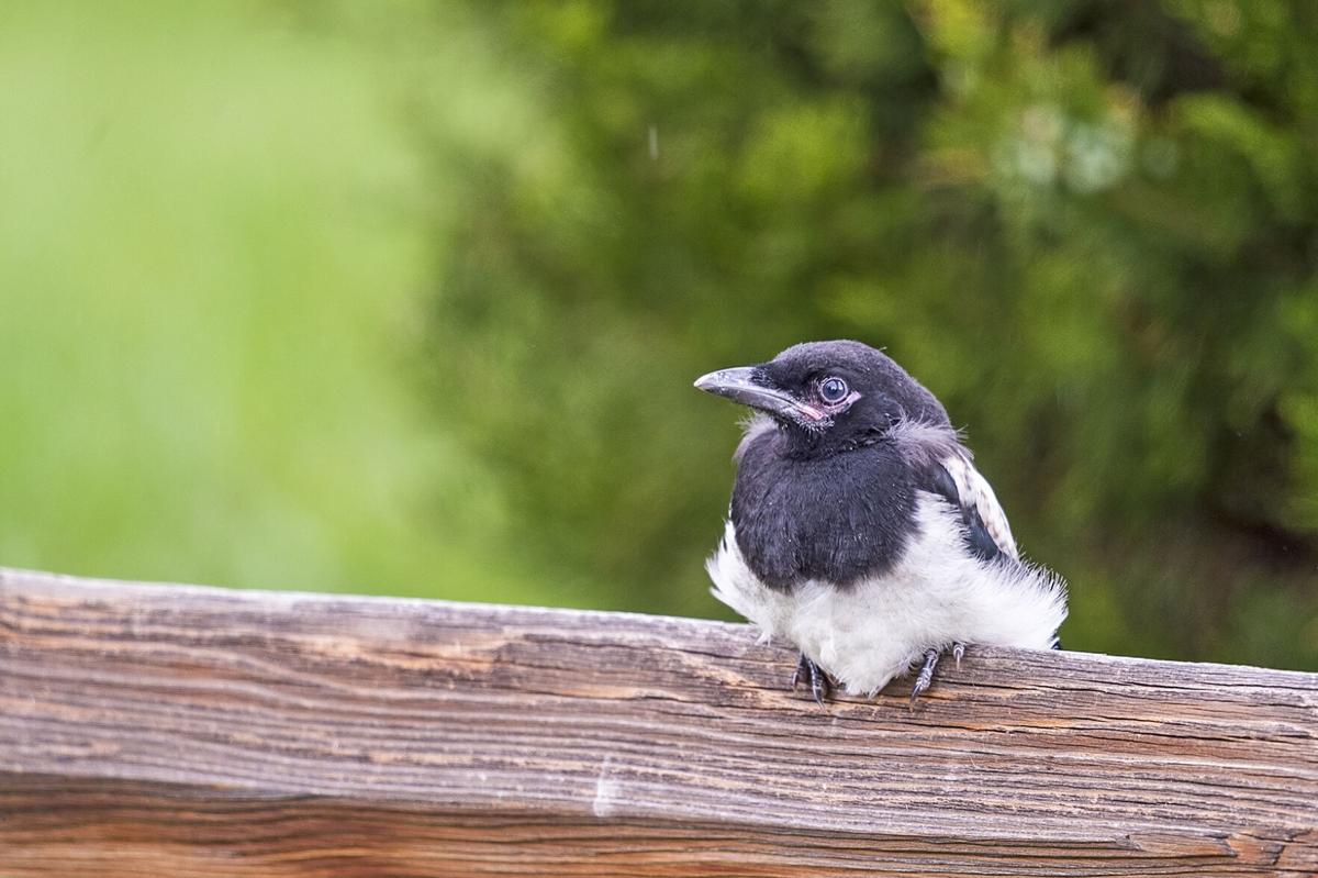 Five Fun Facts About… The Black-Billed Magpie | Estes Valley Spotlight ...