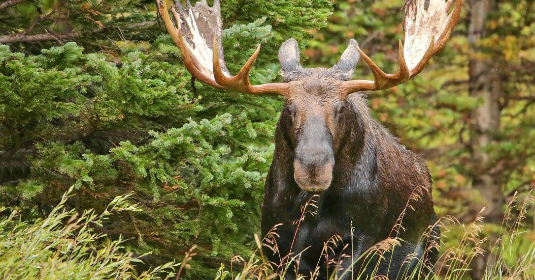 The Moose Of His Lifetime | Estes Valley Spotlight | estesparknews.com