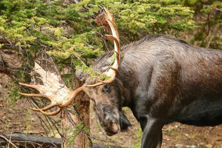 The Moose Of His Lifetime | Estes Valley Spotlight | estesparknews.com