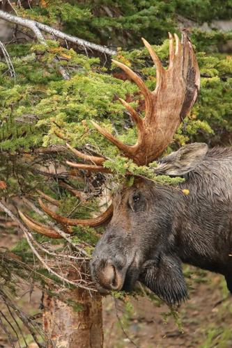 The Moose Of His Lifetime | Estes Valley Spotlight | estesparknews.com