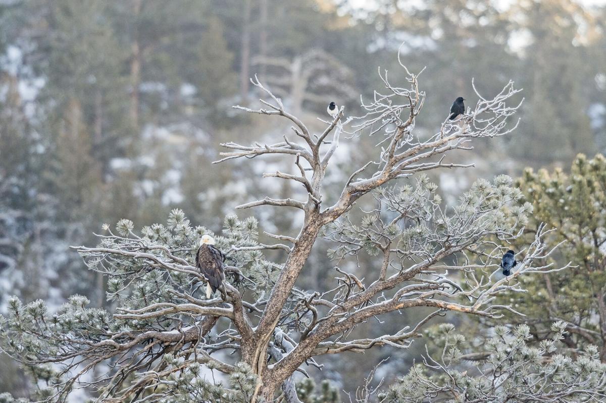 Five Fun Facts About… The Black-Billed Magpie | Estes Valley Spotlight ...