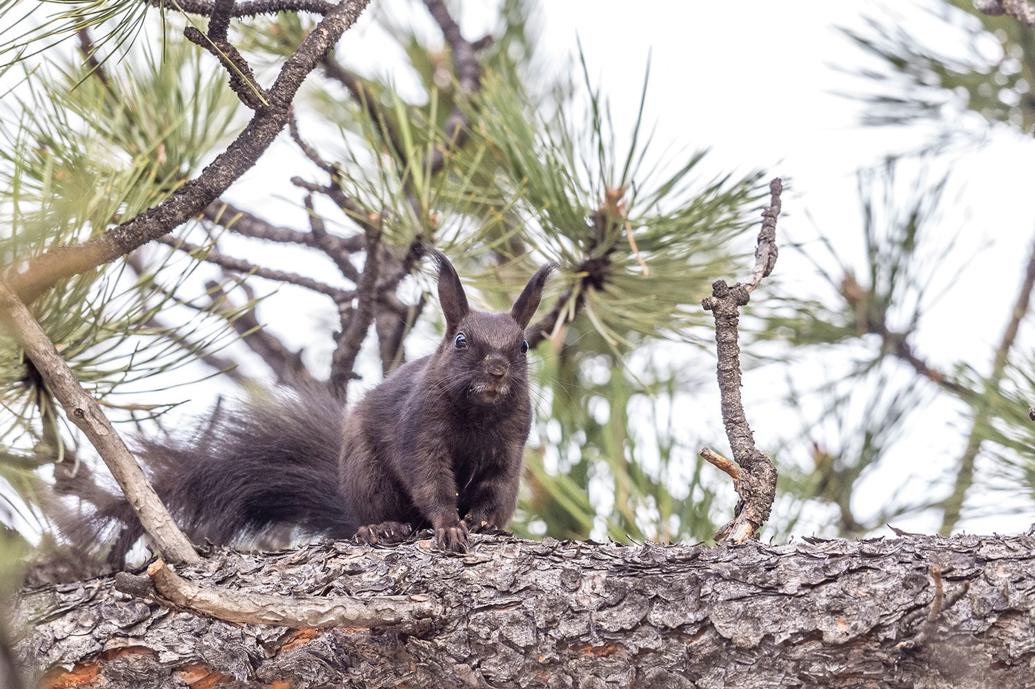 Five Fun Facts About… Abert’s Squirrels | Estes Valley Spotlight ...