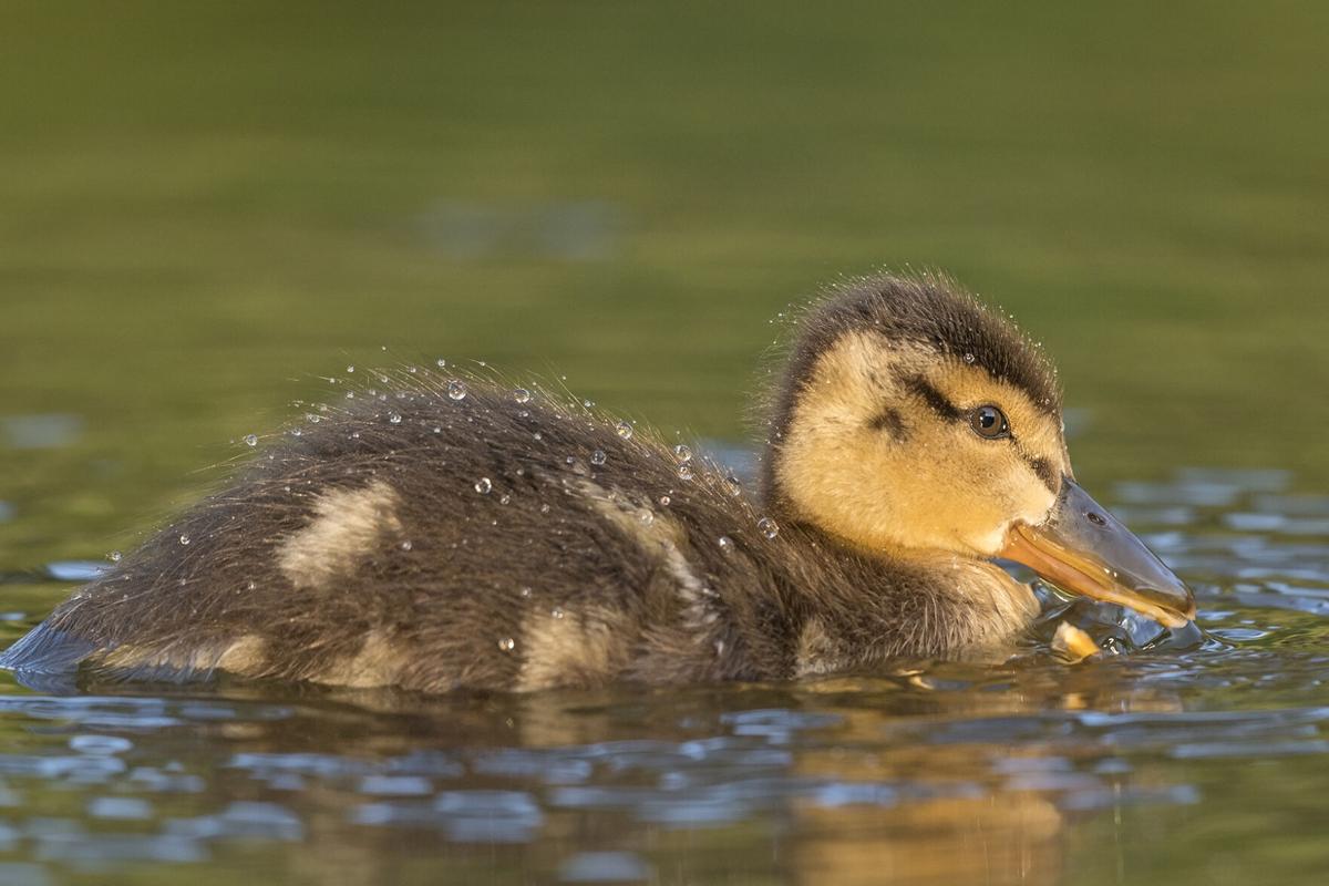 Five Fun Facts About… Mallard Ducks | Estes Valley Spotlight ...