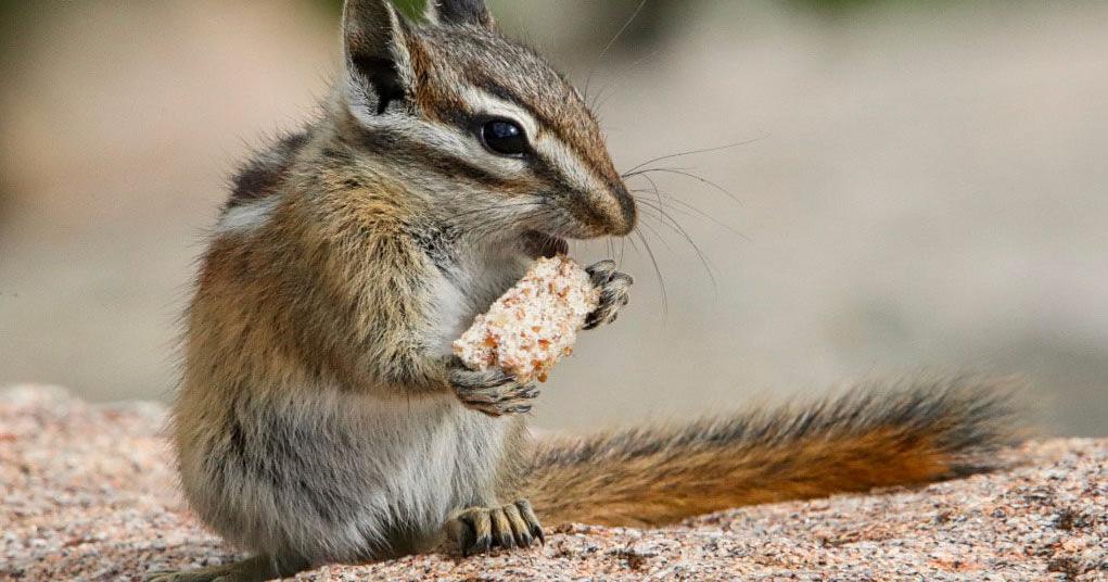 Varmints | Featured Articles | estesparknews.com