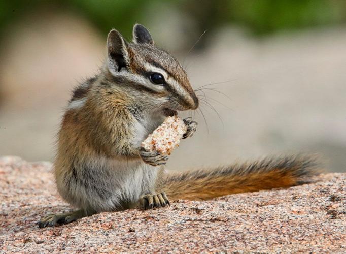 colorado squirrel
