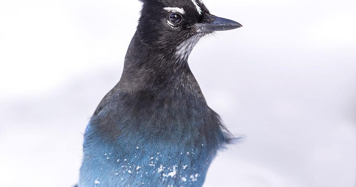 Five Fun Facts About... The Stellar’s Jay | Estes Valley Spotlight ...
