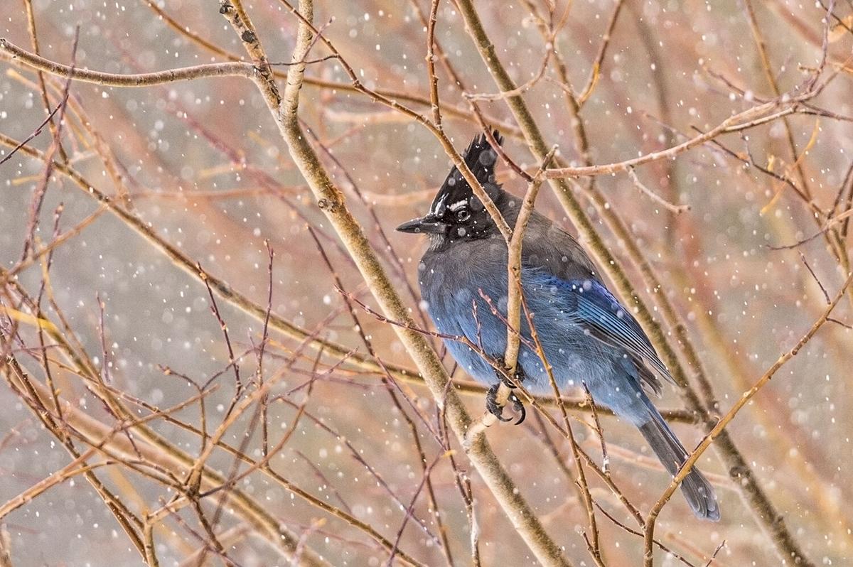 Five Fun Facts About... The Stellar’s Jay | Estes Valley Spotlight ...