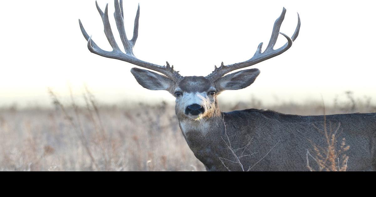 Colorado Parks And Wildlife Is Addressing Chronic Wasting Disease With ...