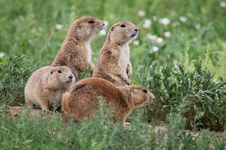 Flying Varmints | Estes Valley Spotlight | estesparknews.com