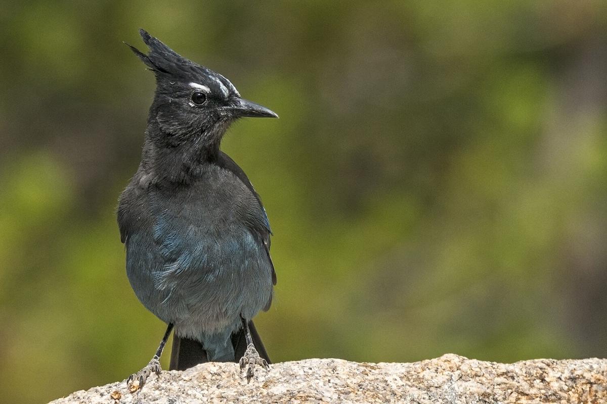 Five Fun Facts About... The Stellar’s Jay | Estes Valley Spotlight ...