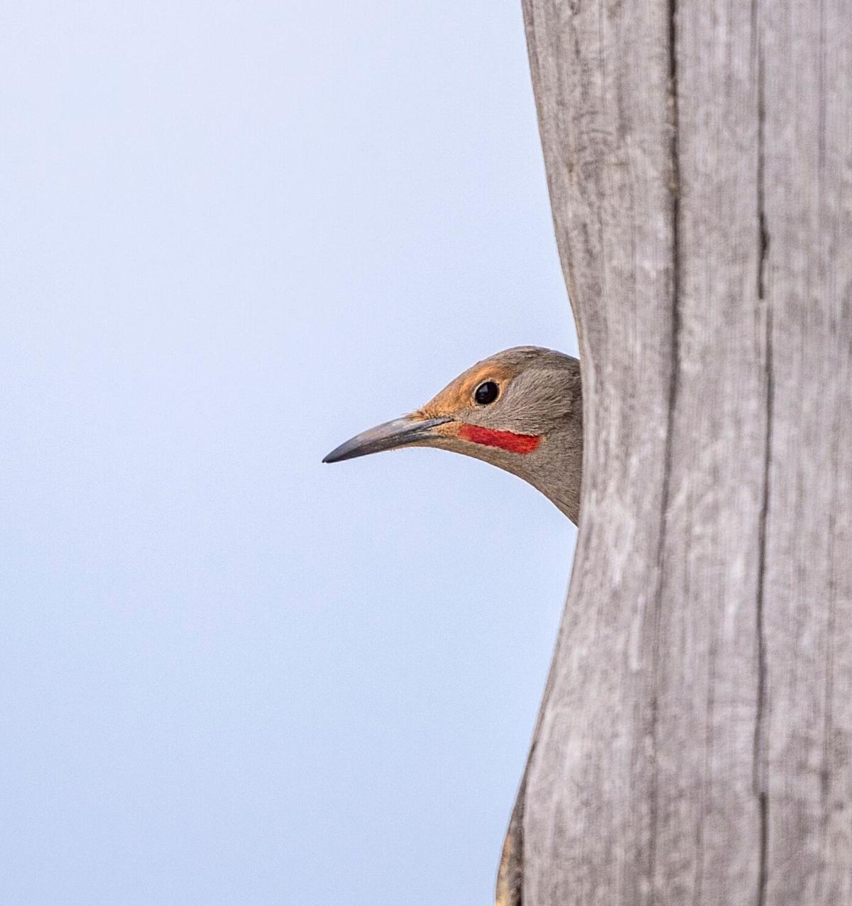 Five Fun Facts About… The Northern Flicker | Estes Valley Spotlight ...