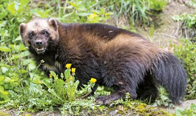 Colorado Parks & Wildlife Announces Wolverine Restoration Plan | Estes ...