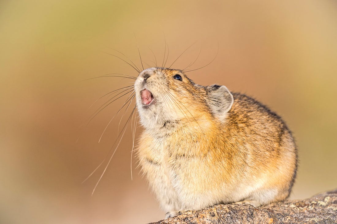Five Fun Facts About… The American Pika | Estes Valley Spotlight ...