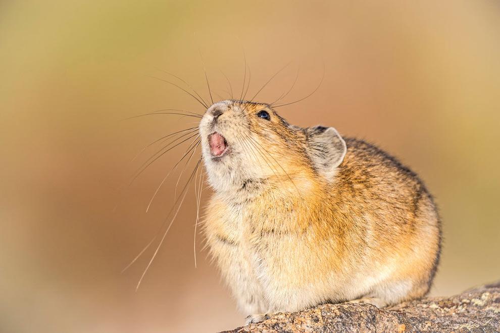 Five Fun Facts About… The American Pika | Estes Valley Spotlight ...