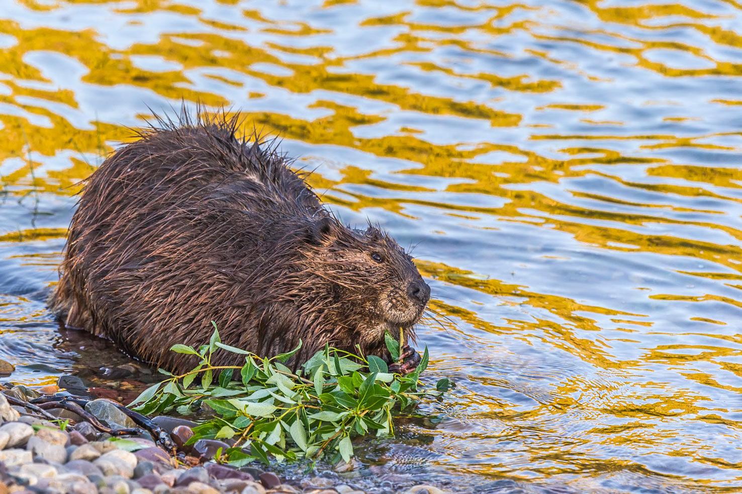 Five Fun Facts About... The American Beaver | Estes Valley Spotlight ...