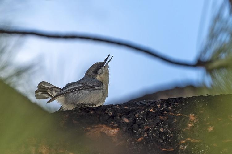 Five Fun Facts About… The Pygmy Nuthatch | Estes Valley Spotlight ...