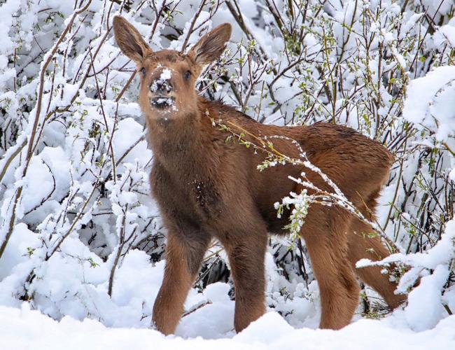 moose calf