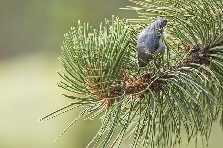 Five Fun Facts About… The Pygmy Nuthatch | Estes Valley Spotlight ...