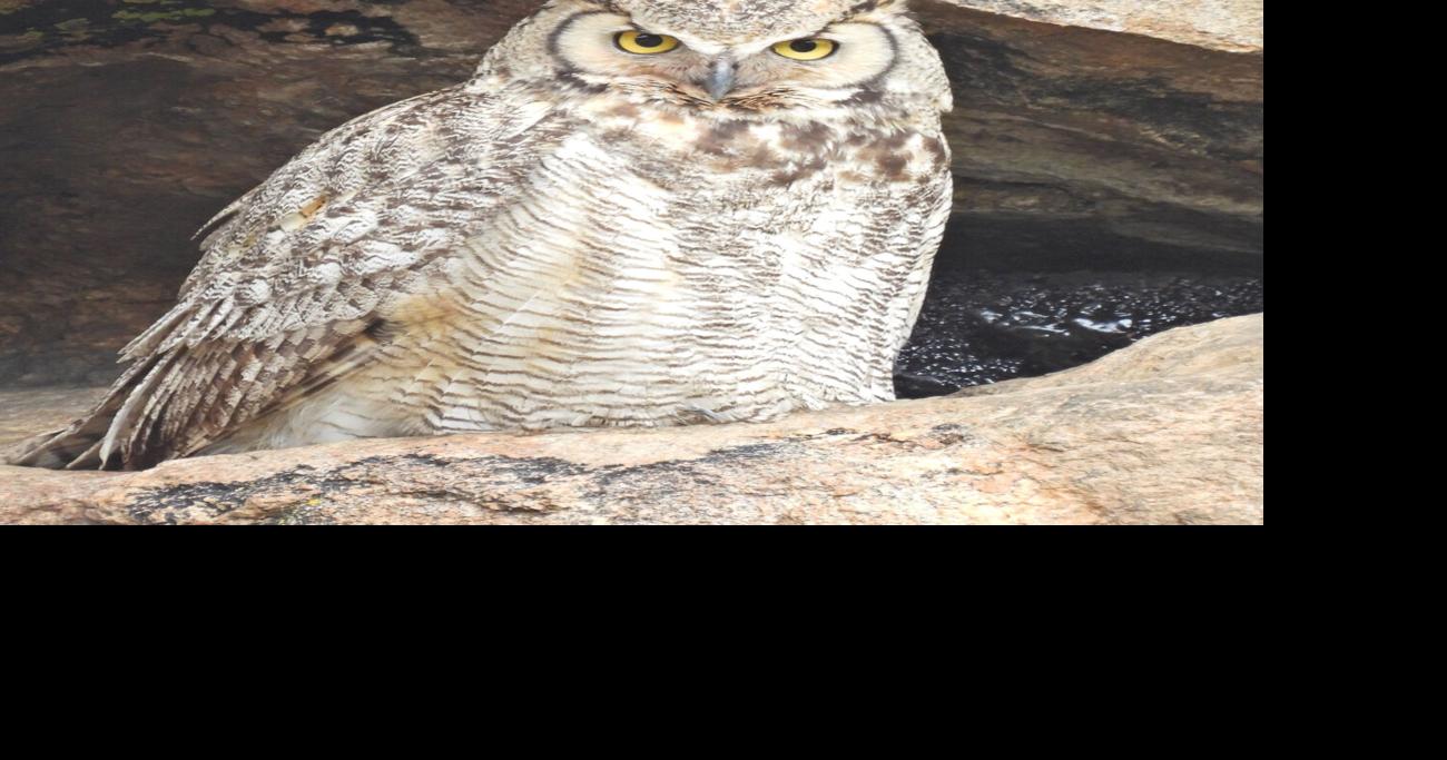 Great Horned Owl, The Flying Tiger Next CARRI Program January 24 ...