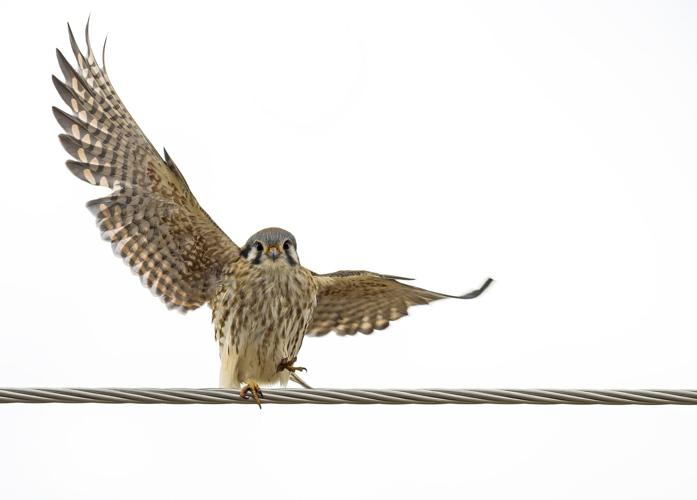 Five Fun Facts About… The American Kestrel | Estes Valley Spotlight ...